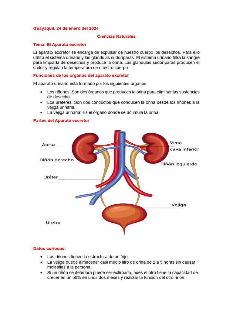Ciencias Naturales - El Aparato Excretor | PDF
