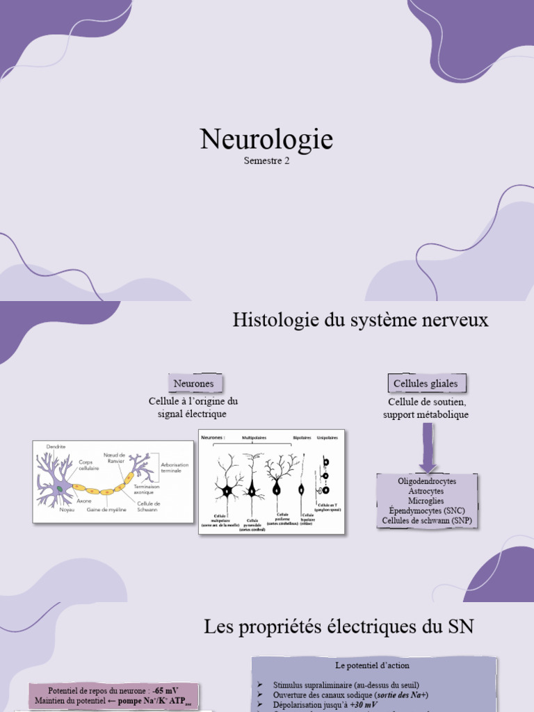 Révision S2 - Neurologie Part 1 | PDF | Potentiel d'action | Système nerveux