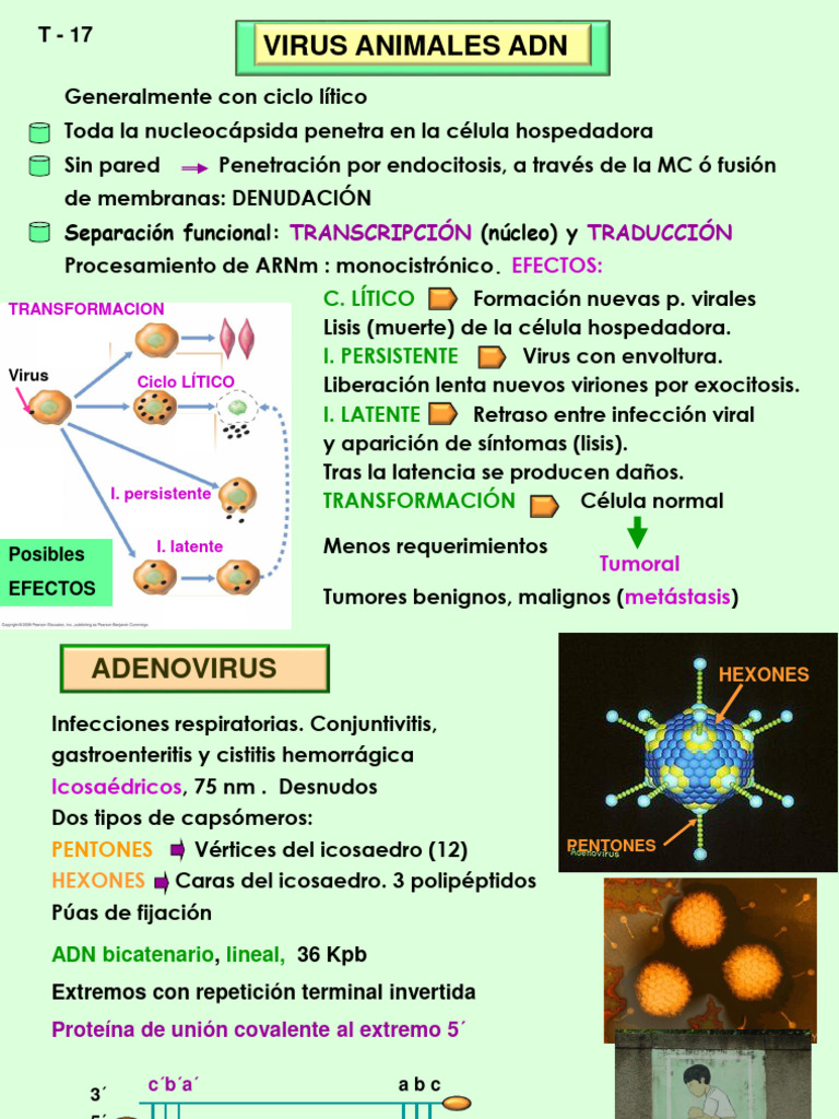 Tema 17 Virus Animales Adn | PDF | Virus | Biología Celular