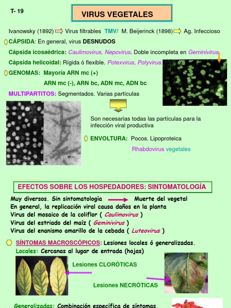 Tema 19 Virus Vegetales | Descargar gratis PDF | Virus | Adn