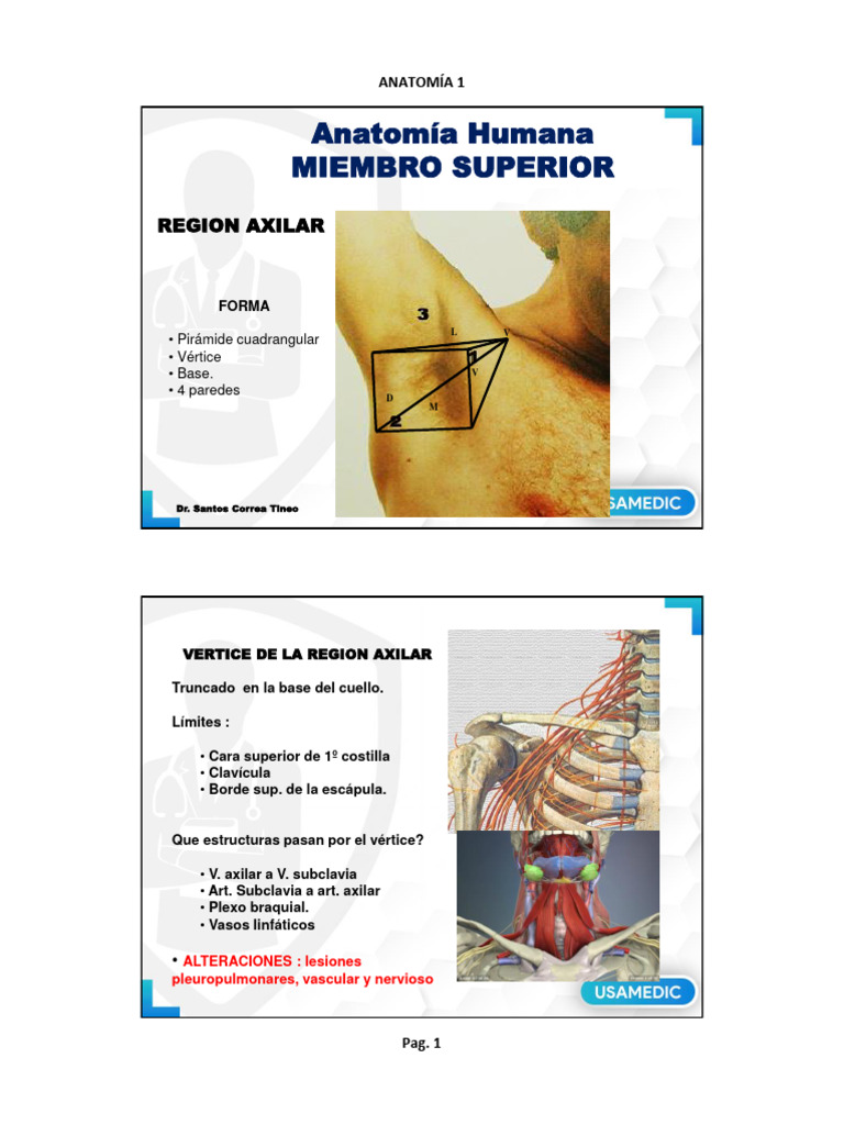 Anatomia 1 Usamedic 2023 Descargar Gratis Pdf Mano Hombro
