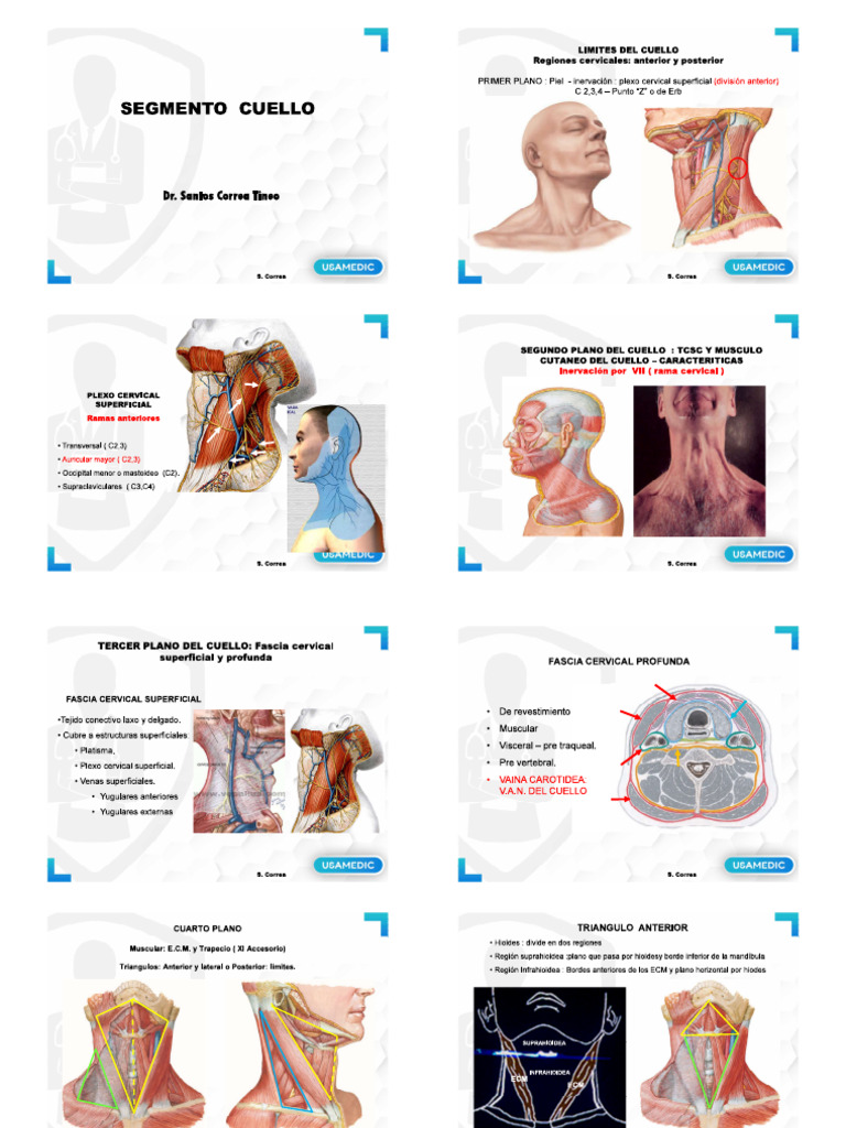 Anatomia 3 USAMEDIC-2x2 | PDF