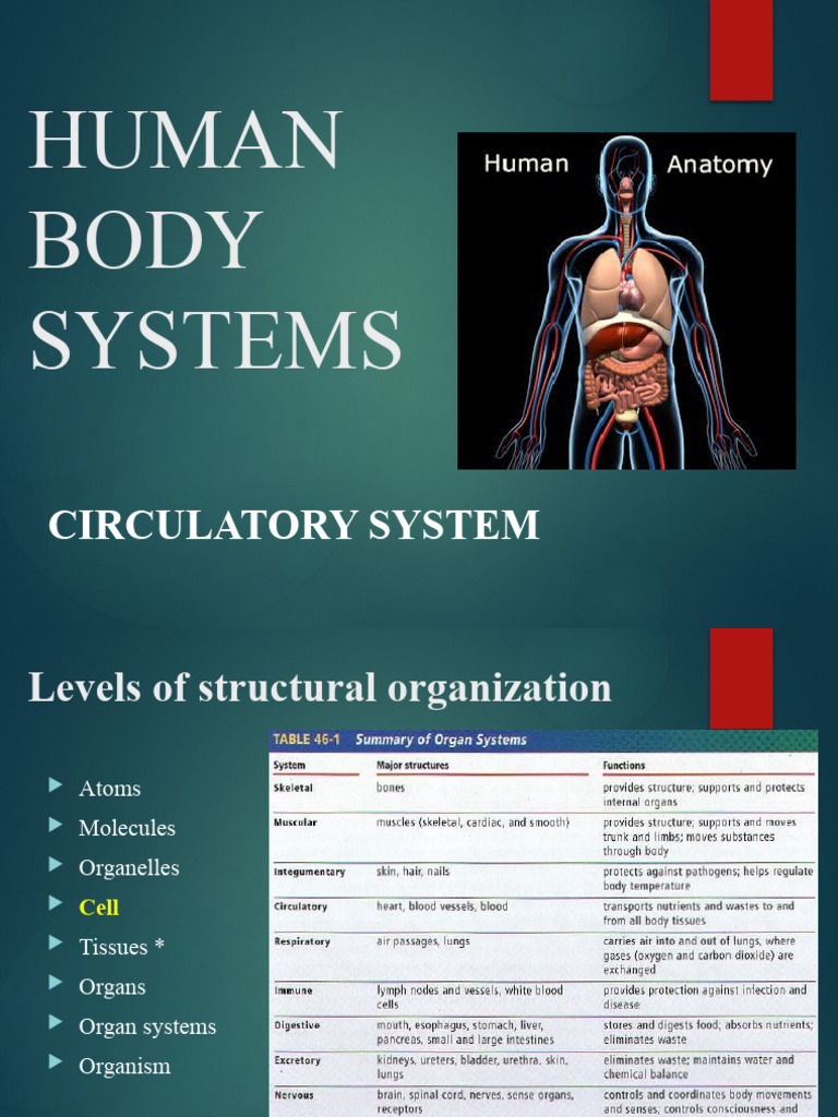 Human Body Systems - Circulatory System-3 | PDF | Heart | Artery