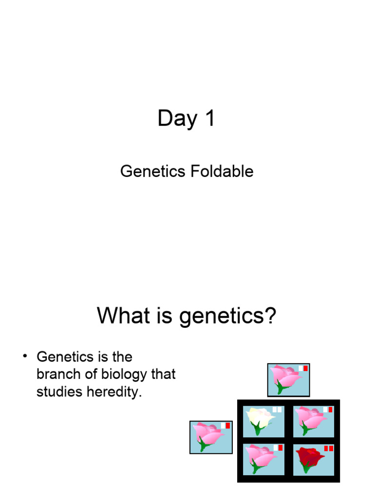 Genetics Foldable | PDF | Genotype | Dominance (Genetics)