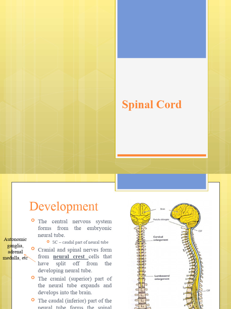 11 Spinal Cord | PDF | Spinal Cord | Motor Neuron