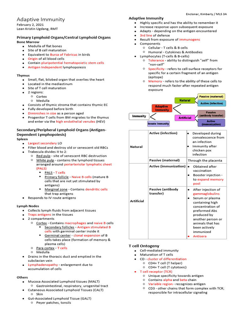 6 Adaptive Immunity | PDF | T Cell | T Helper Cell