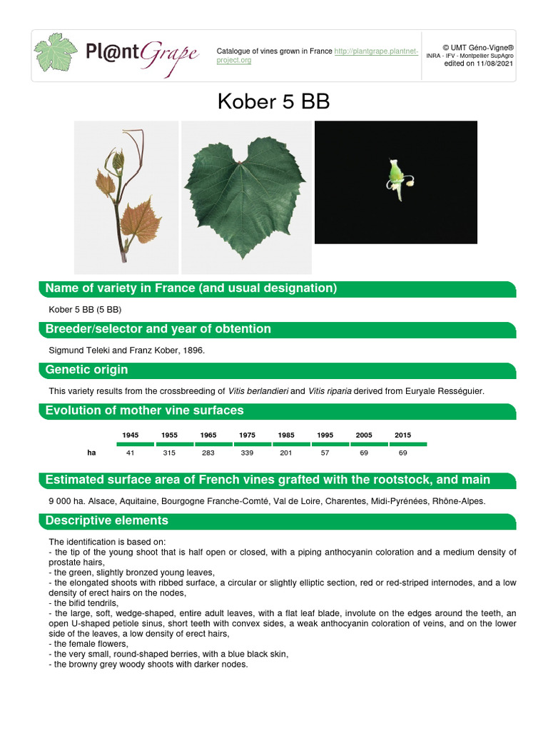 Kober 5bb | PDF | Vitis | Leaf