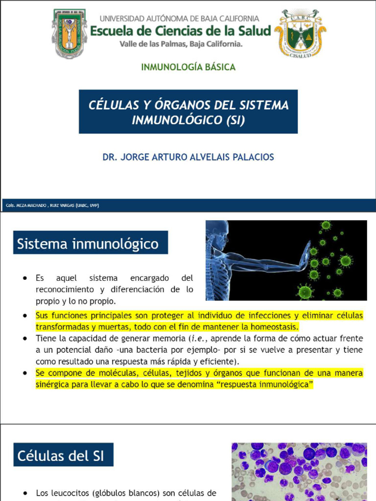 Células y Órganos Del Sistema Inmunológico (SI) | PDF