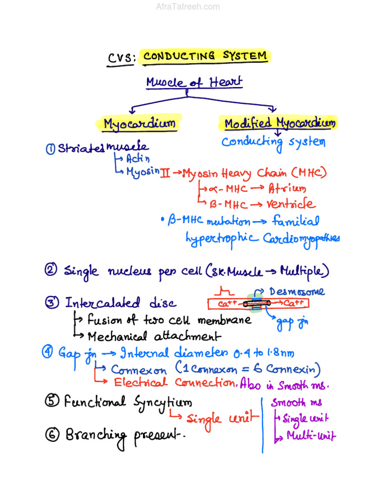 Physiology - Cvs Physiology Atf | PDF