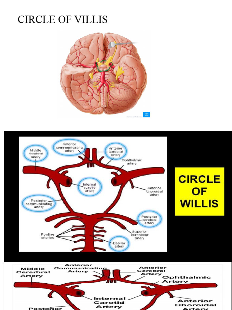 Circle of Villis | PDF | Angiology | Cardiovascular System