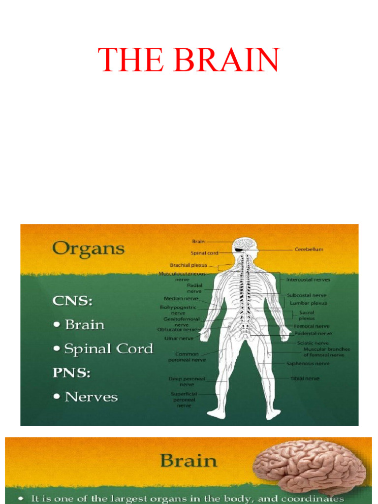 The Brain | PDF