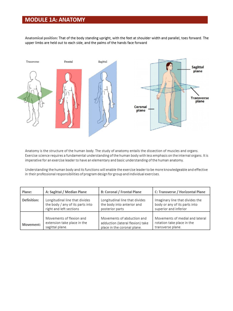 Anatomy | Download Free PDF | Anatomical Terms Of Motion | Vertebral Column