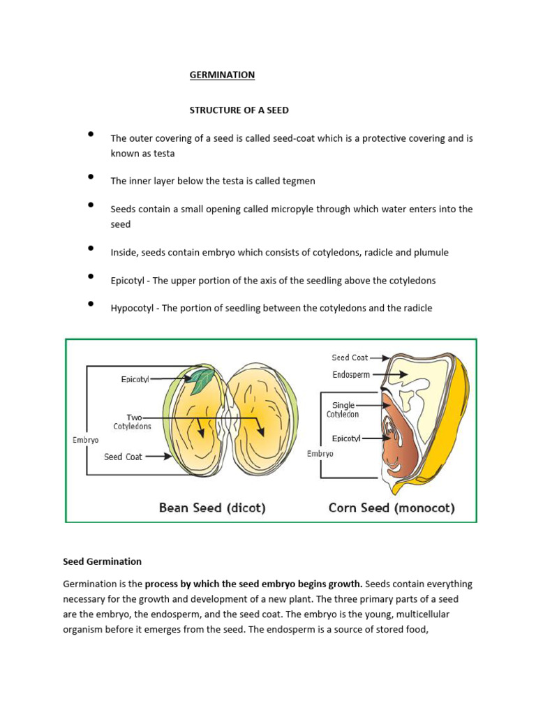 GERMINATION | PDF | Seed | Germination