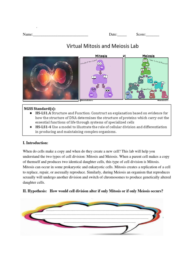 Virtual Mitosis and Meiosis Lab Guide | PDF | Meiosis | Mitosis