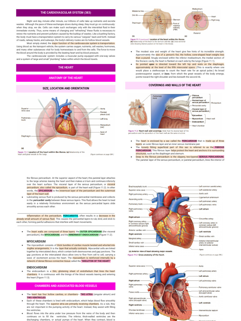 11 Cardiovascular System | PDF | Heart Valve | Heart
