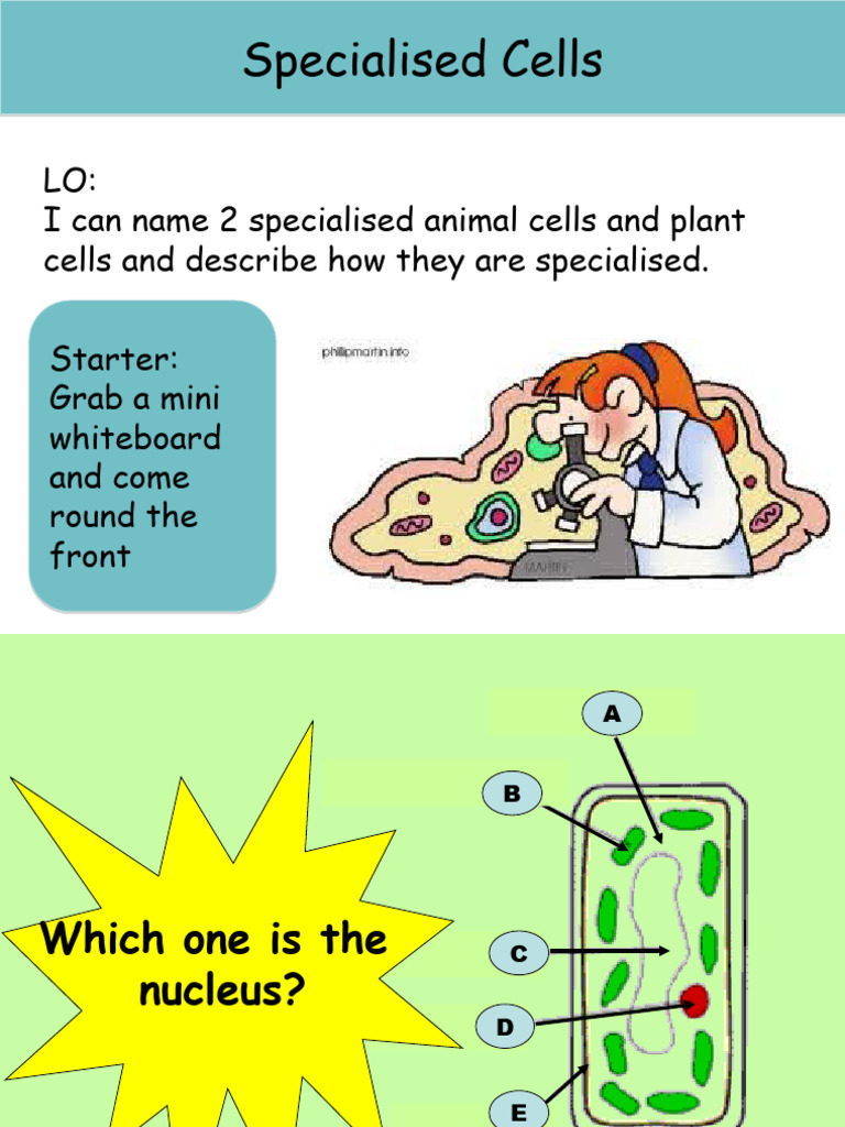 Ls 4 Specialised Cells | Download Free PDF | Cell (Biology) | Chloroplast