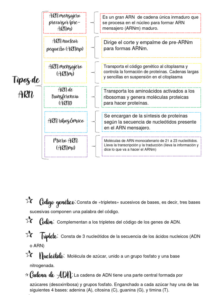 Tipos de ARN y sus funciones esenciales | PDF