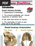 Dental Anatomy: Teeth Nomenclature & Numbering | PDF | Dental Anatomy ...