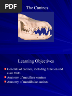 Dental Canine Morphology Guide | PDF | Dental Anatomy | Animal Anatomy