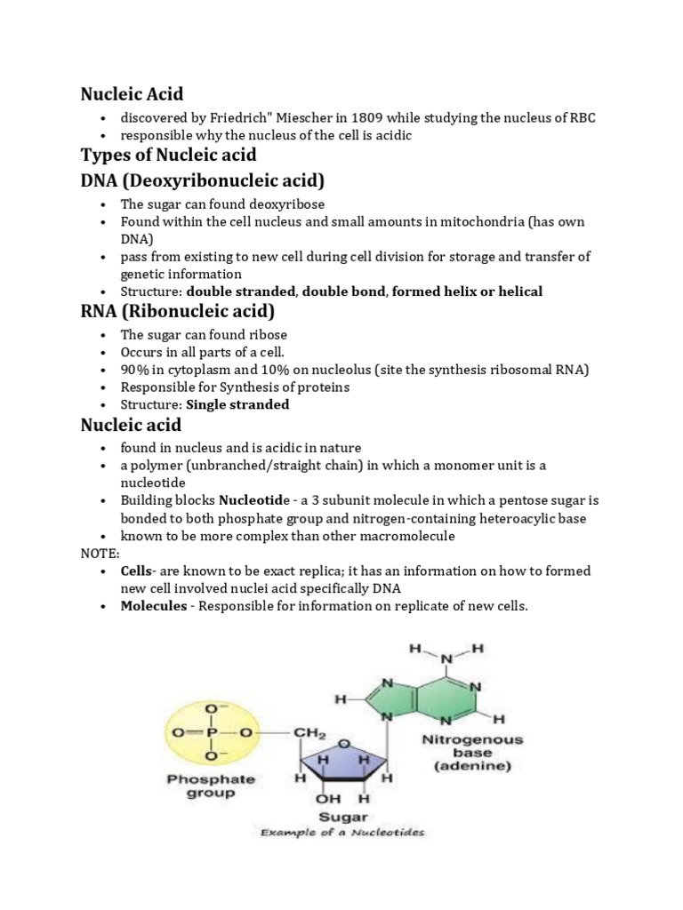 Nucleic Acid | Download Free PDF | Dna | Ribosome