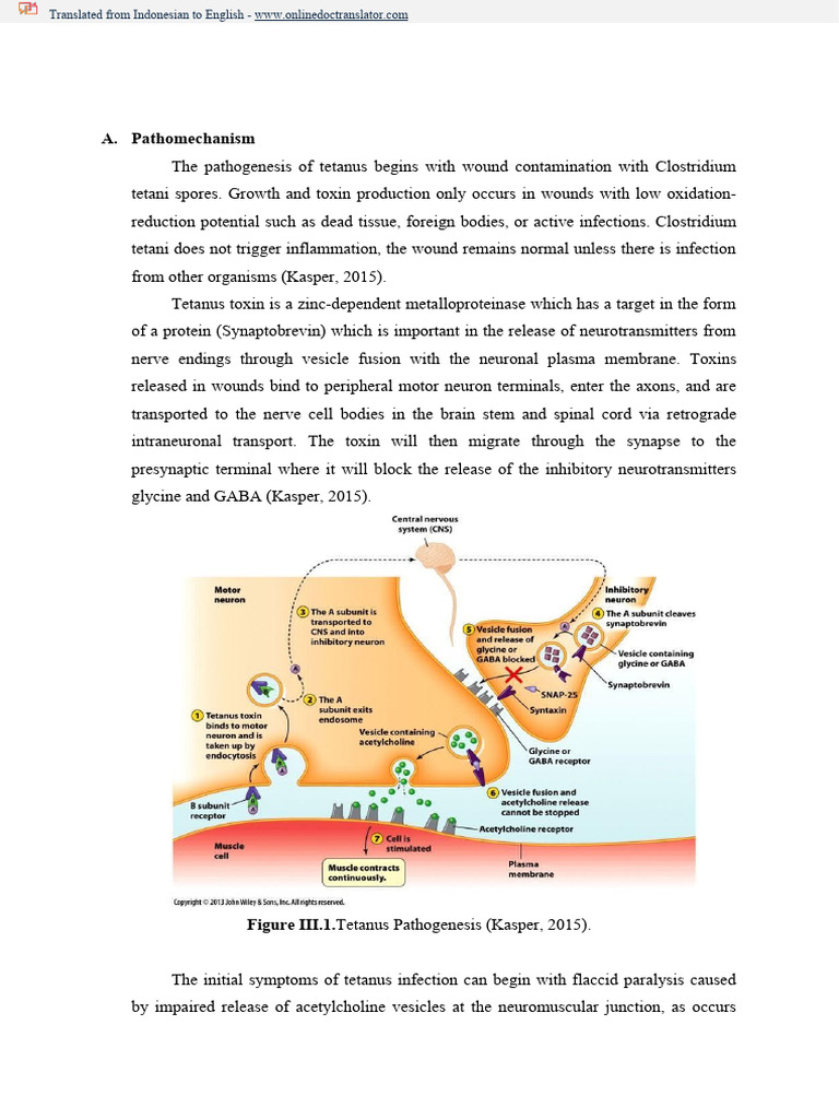 351255266-Tetanus Id en | PDF | Neuron | Physiology