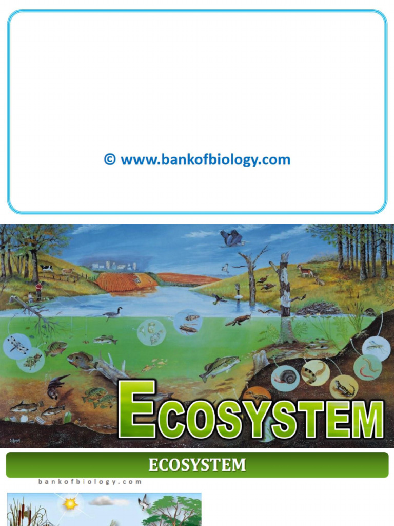 Ecosystem 1 Bob | PDF
