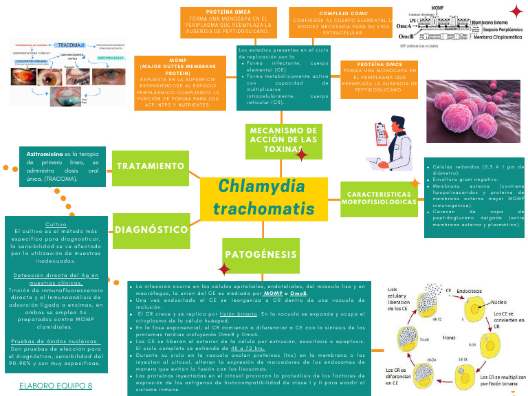 Chlamydia Trachomatis Eq8 Mapa | PDF | Biología Celular) | Proteínas