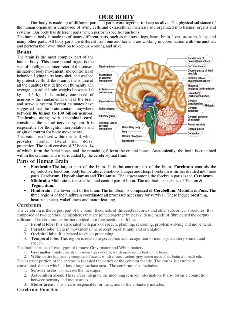 OUR BODY Chapter - I (Science Class IV) | PDF | Lung | Cerebellum