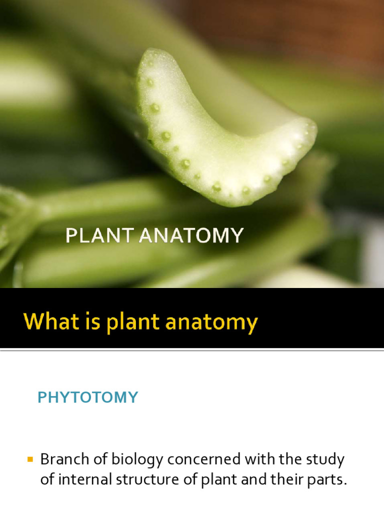 Plant Tissue Anatomy and Classification | PDF | Tissue (Biology) | Leaf