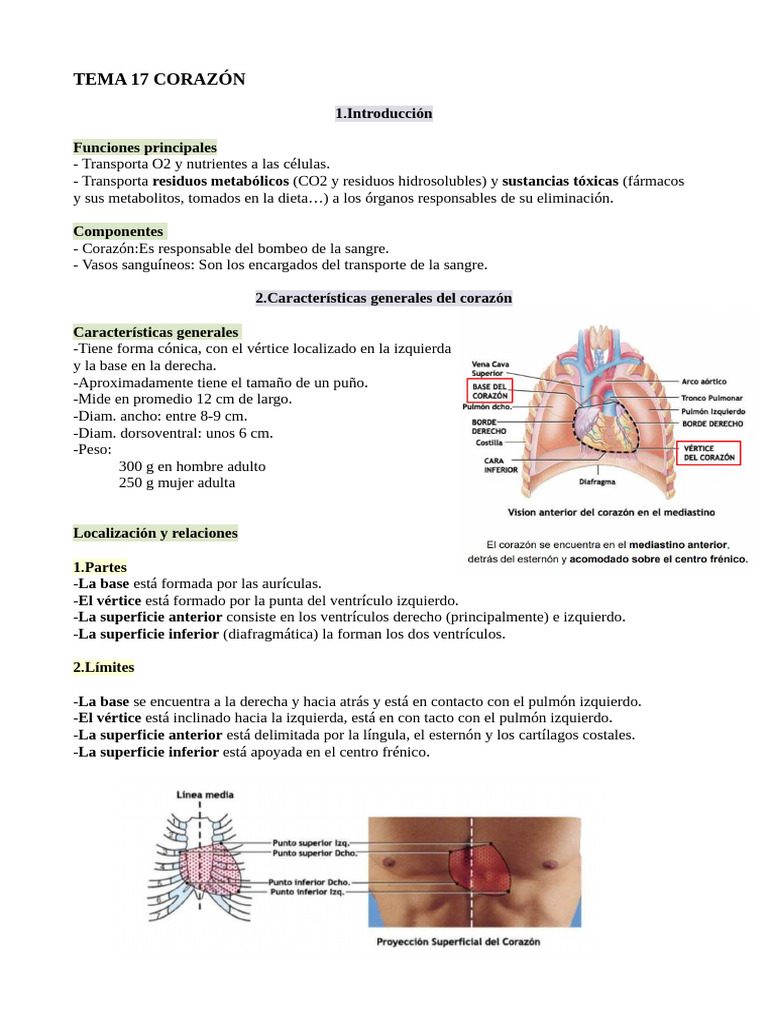 TEMA 17 Corazón | PDF | Corazón | Ventrículo (corazón)