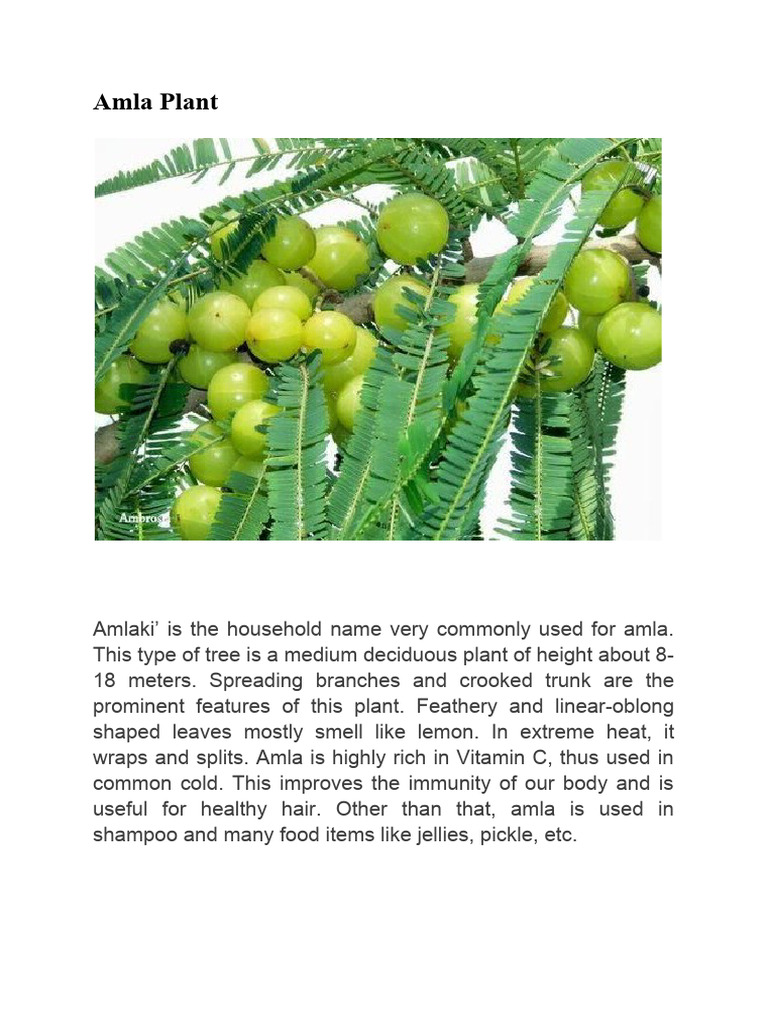 TREES | PDF | Trees | Leaf