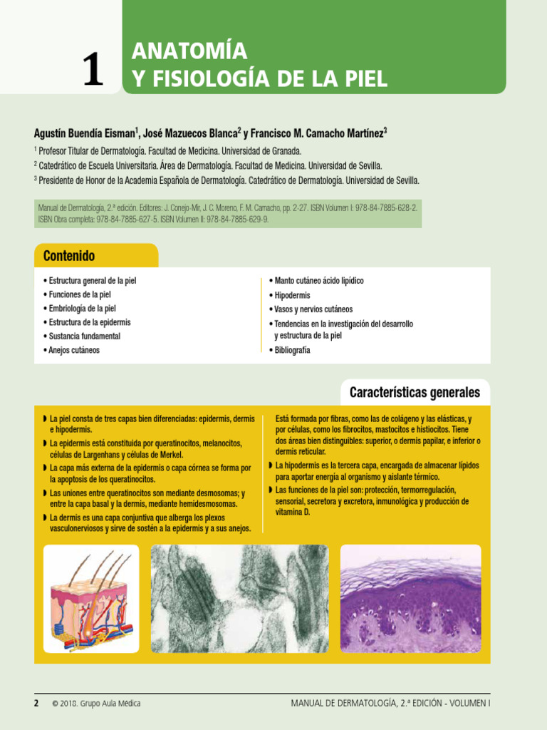 Anatomia y Fisiologia de La Piel | PDF | Piel | Epidermis