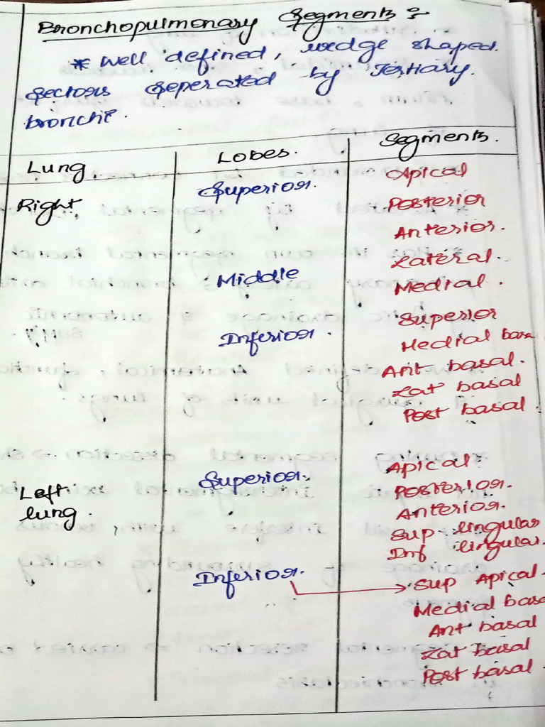 4 - Bronchopulmonary Segment and Pericardium | PDF