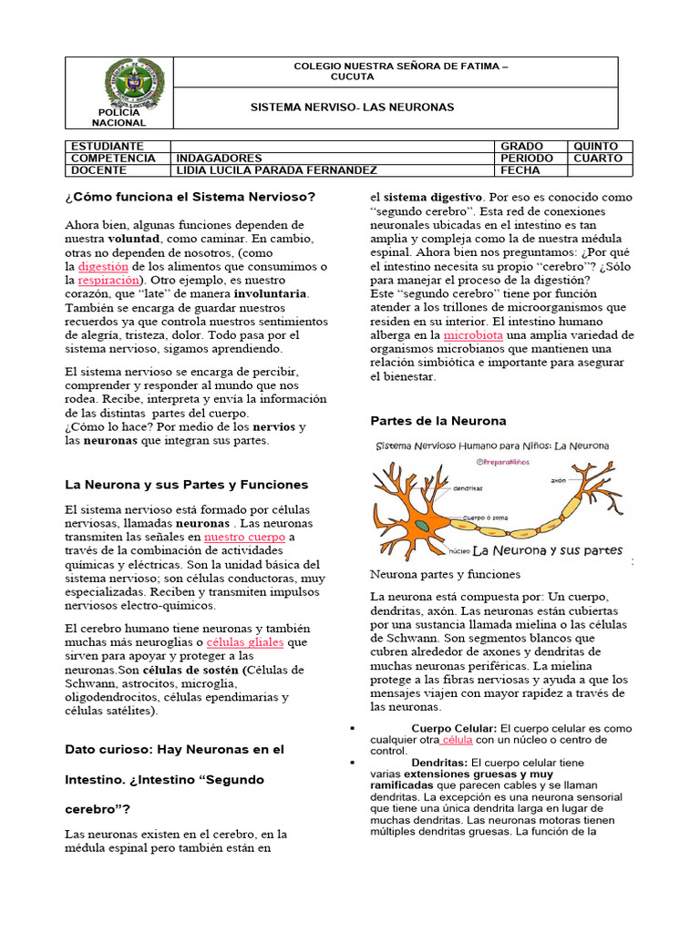 Las Neuronas | PDF | Neurona | Axon