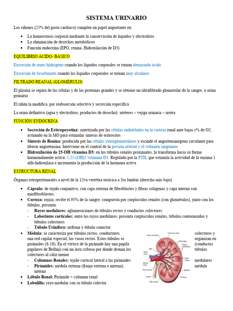 Sistema Urinario 1 | PDF | Riñón | Angiotensina