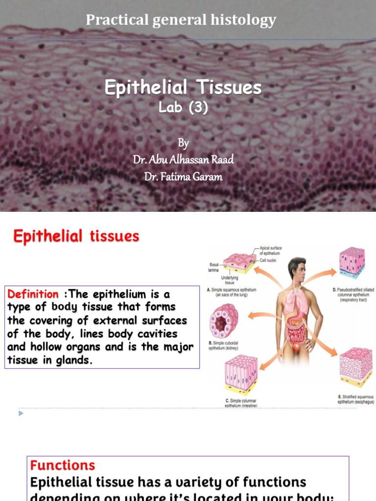 Epithelial Tissues Lab 3 | PDF
