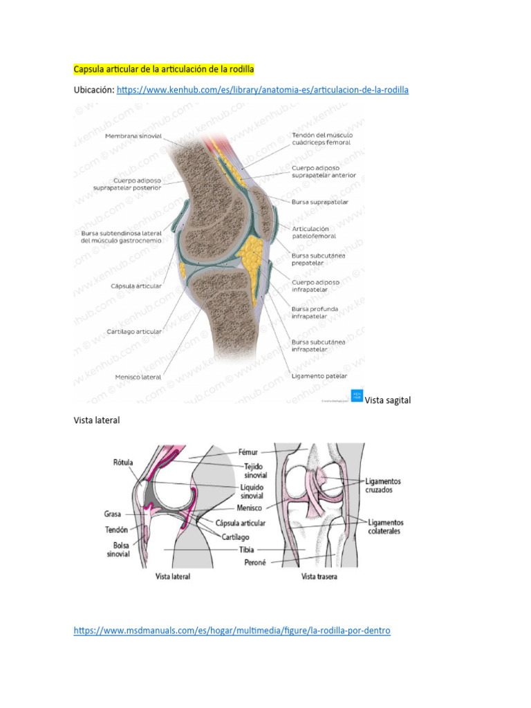 Anatomía de la cápsula articular de la rodilla | PDF | Ciencia y ...
