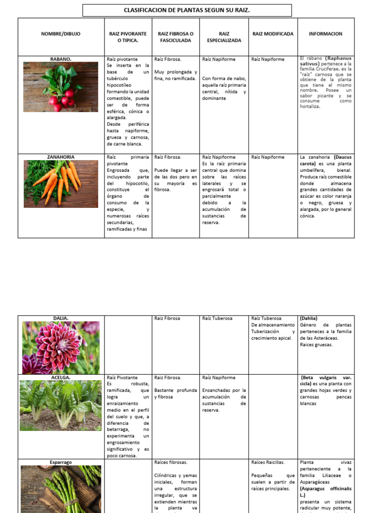 Ejemplos de raíces napiformes y carnosas | PDF | Plantas | Botánica