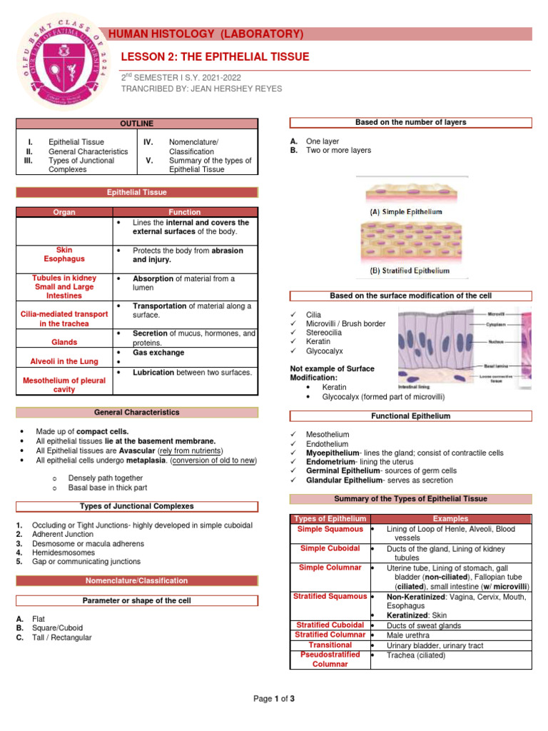 Laboratory 2 The Epithelial Tissue | PDF | Epithelium | Animal Anatomy