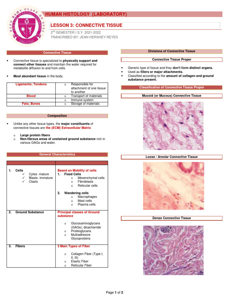 Laboratory 3 Connective Tissue | PDF | Connective Tissue | Microscopy