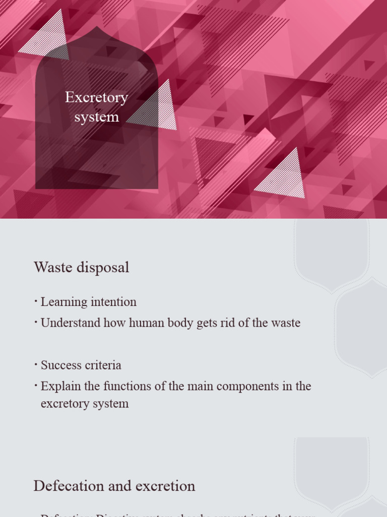 Excretory System (1) Powerpoint | PDF | Kidney | Urine