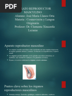 Anatomía y Funciones del Escroto | PDF | Testículo | Artería