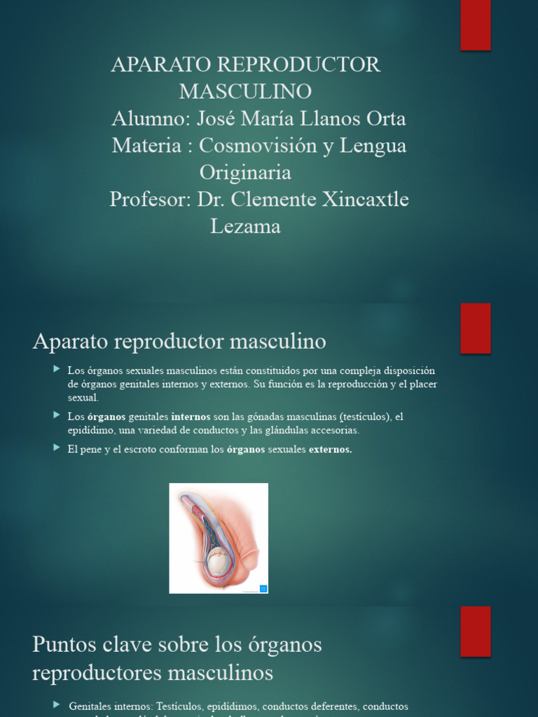 2 Aparato Reproductor Masculino | PDF | Sistema reproductivo | Testículo