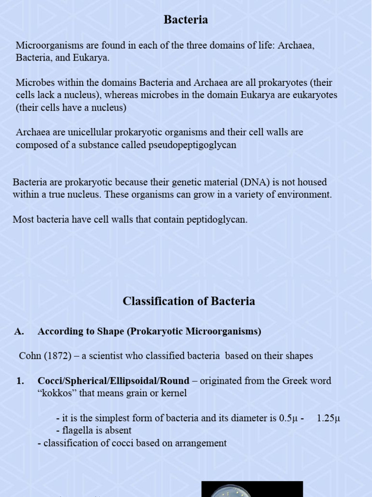 Classification of Bacteria | PDF