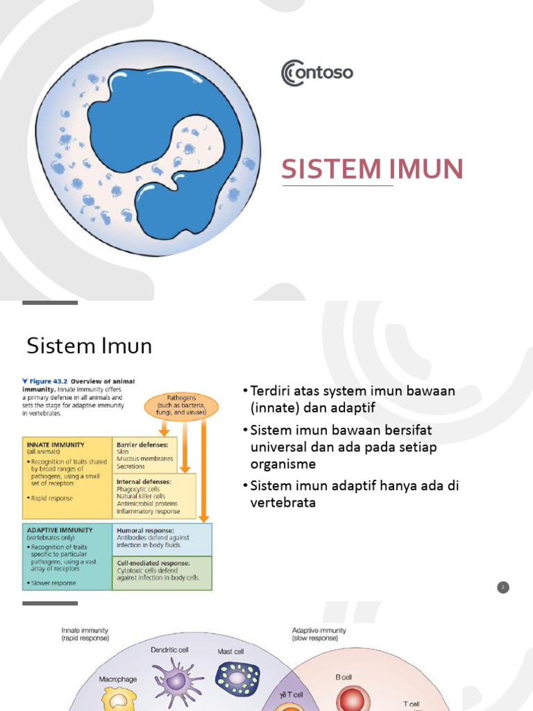 Sistem Imun: Bawaan dan Adaptif pada Hewan | PDF