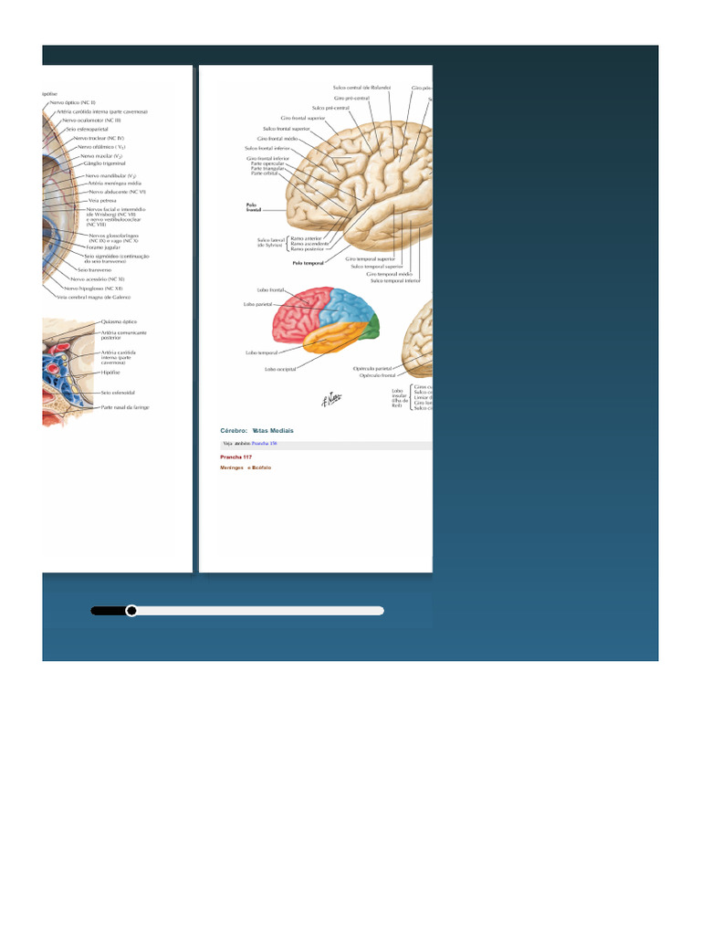 Netter - Atlas de Anatomia Humana 7 Edição | PDF