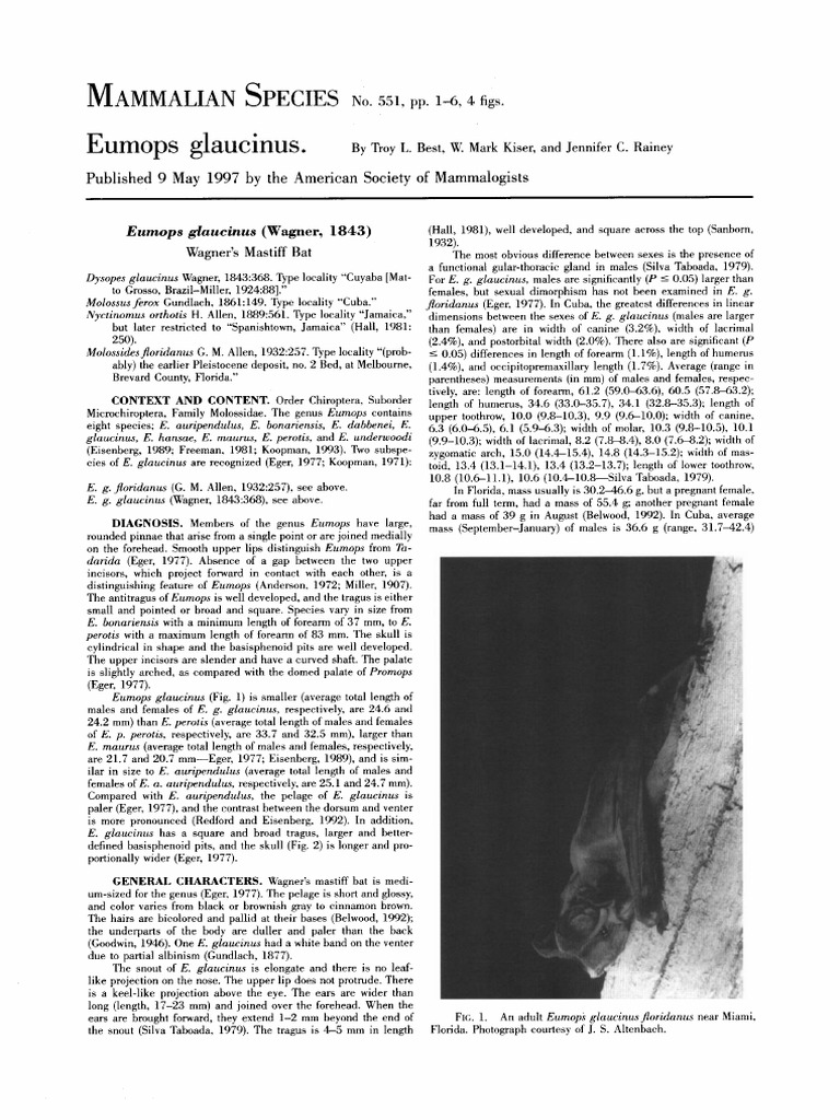 599 Eumops Glaucinus - Best Et Al. 1997 | PDF
