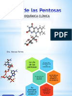 Ciclo de Las Pentosas | PDF | Nicotinamida Adenina Dinucleótido Fosfato | Metabolismo