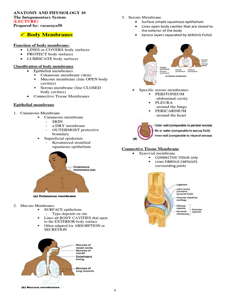 Anaphy Integumentary Lec Handout | PDF | Skin | Integumentary System
