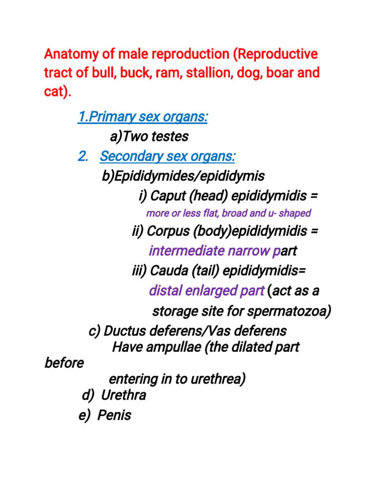 Anatomy of Male Genital Organs | PDF